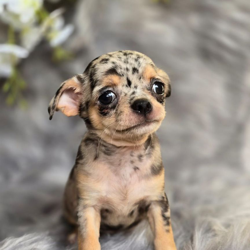 Чихуахуа мини девочка