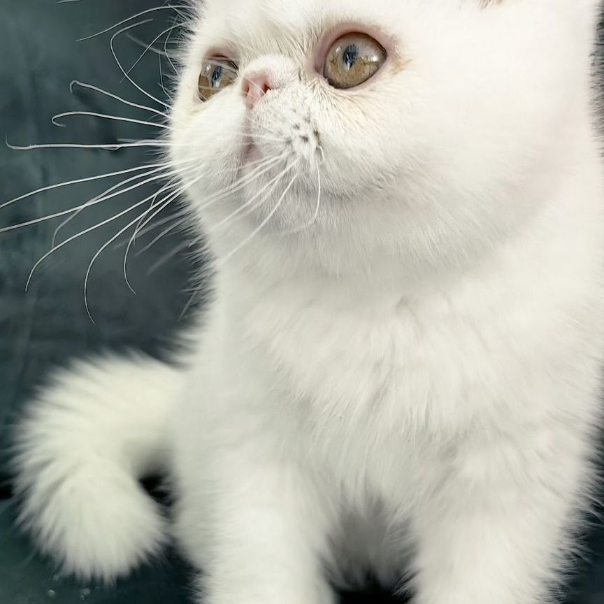 Экзотические короткошерстные котята