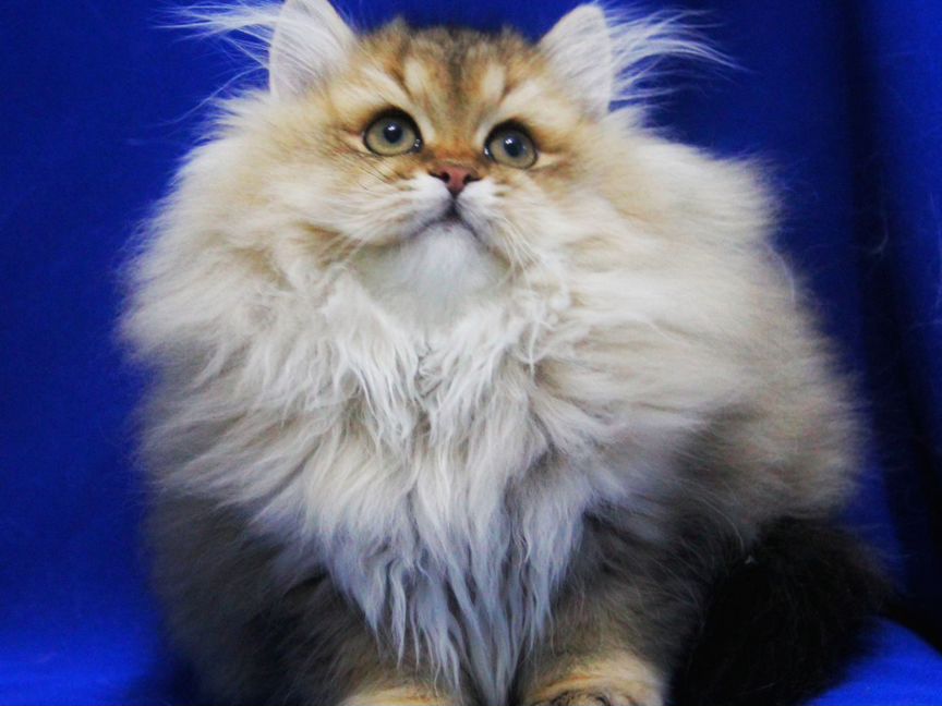 Британский котенок Лайк