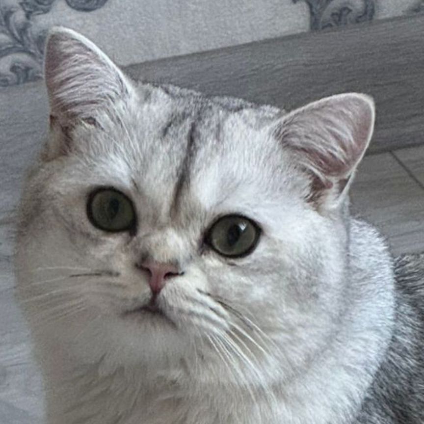 Продаётся шотландский кот(серебристая шиншилла)