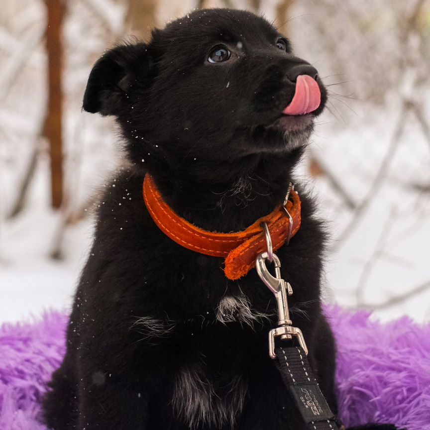 Щенки в добрые руки