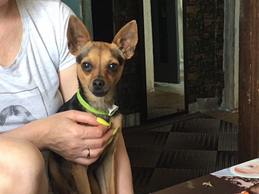 Вязка той-терьер