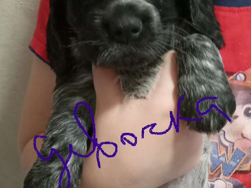 Русский спаниель