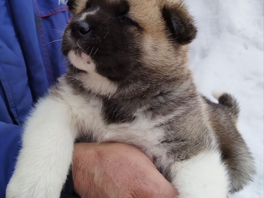 Американская акита