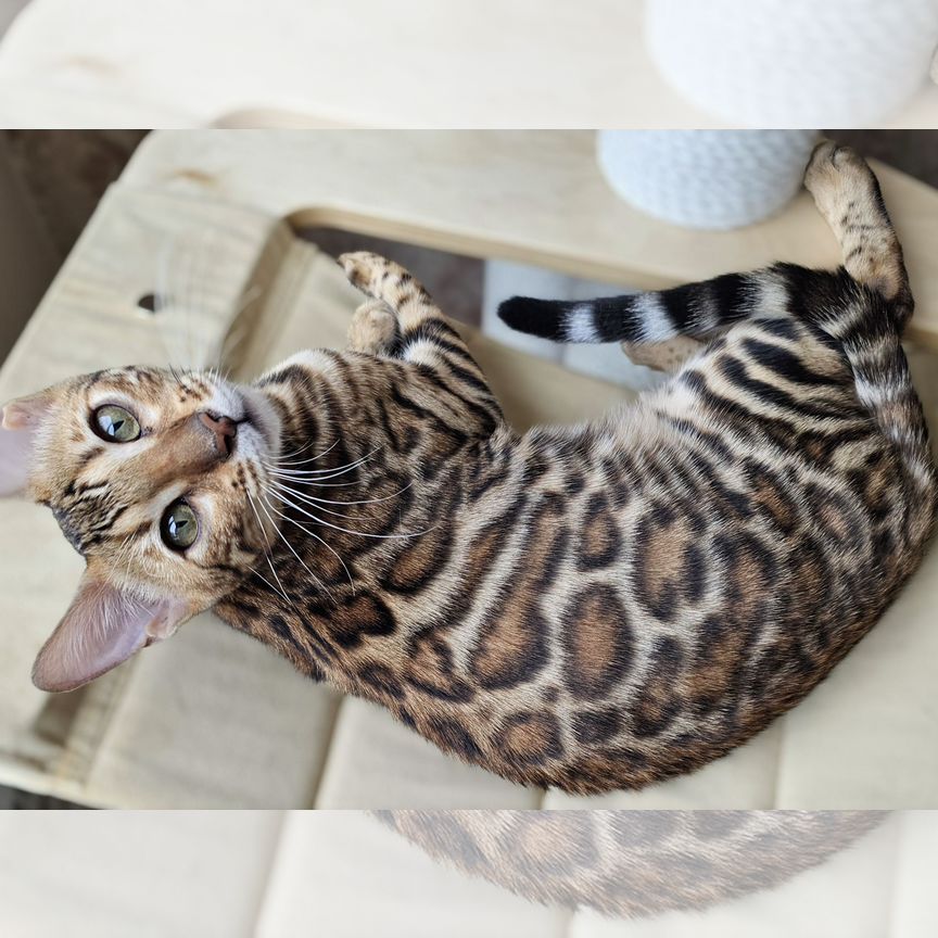 Бенгальская кошечка Бенгальские котятки