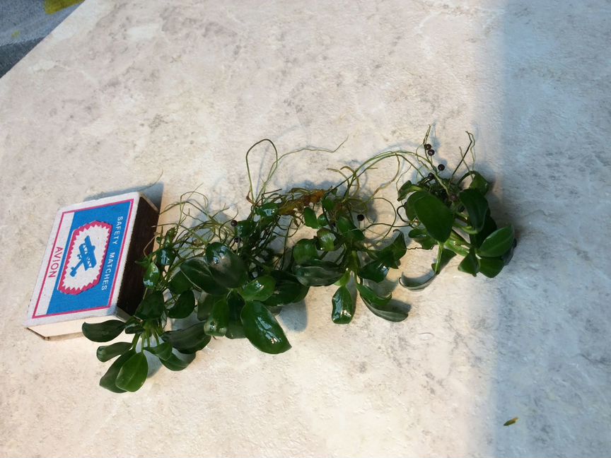 Анубиас нана петит