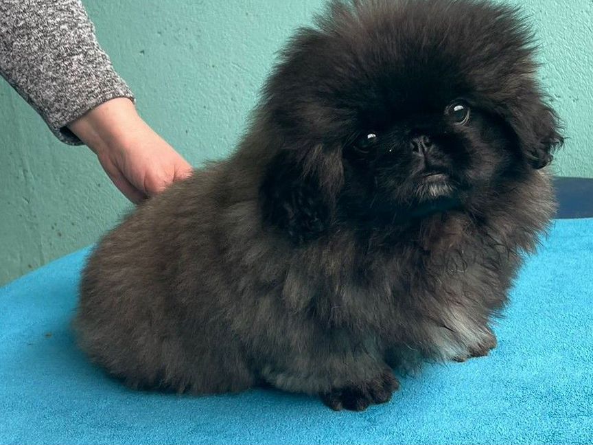 Щенок пекинеса, мальчик