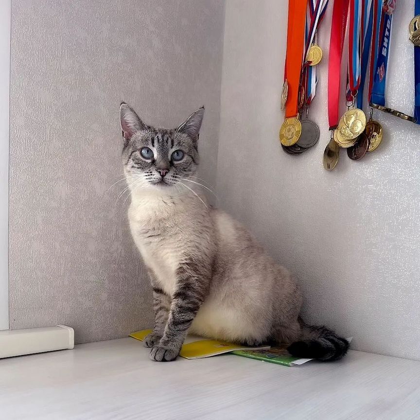 Кошечка в добрые руки
