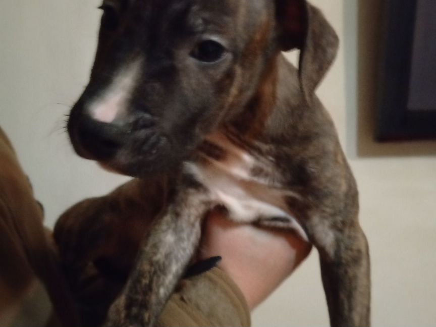 Продаються щенки стаффордширского терьера