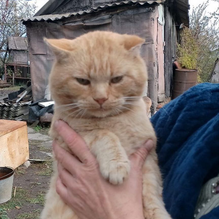 Беспризорный котик