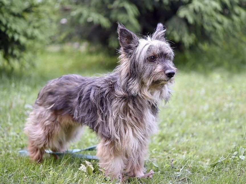 Яна ищет дом