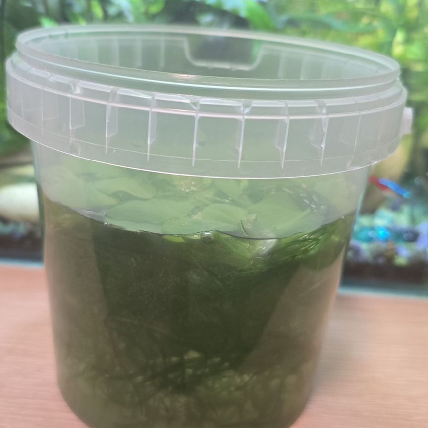 Аквариумное растение