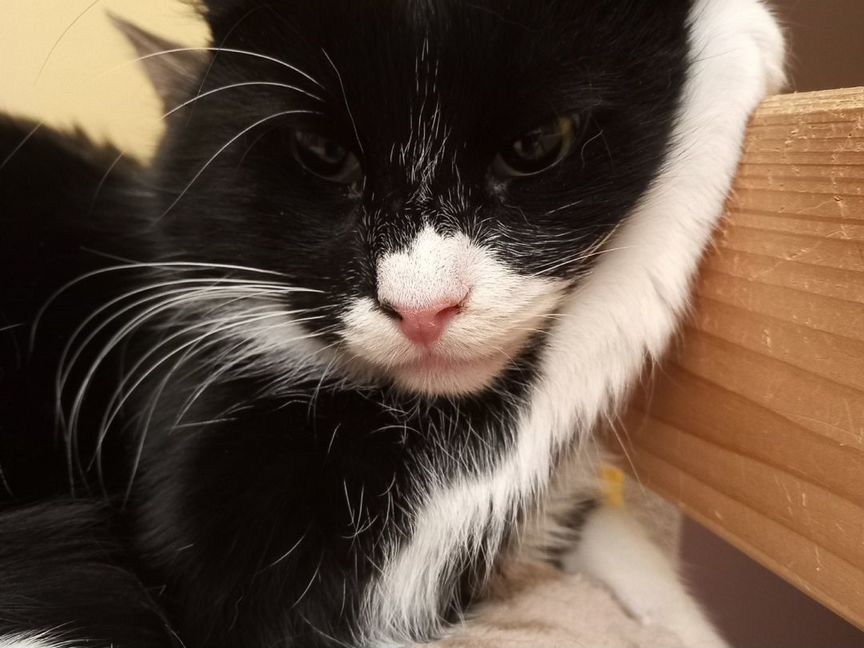 Брошенный котик ищет дом