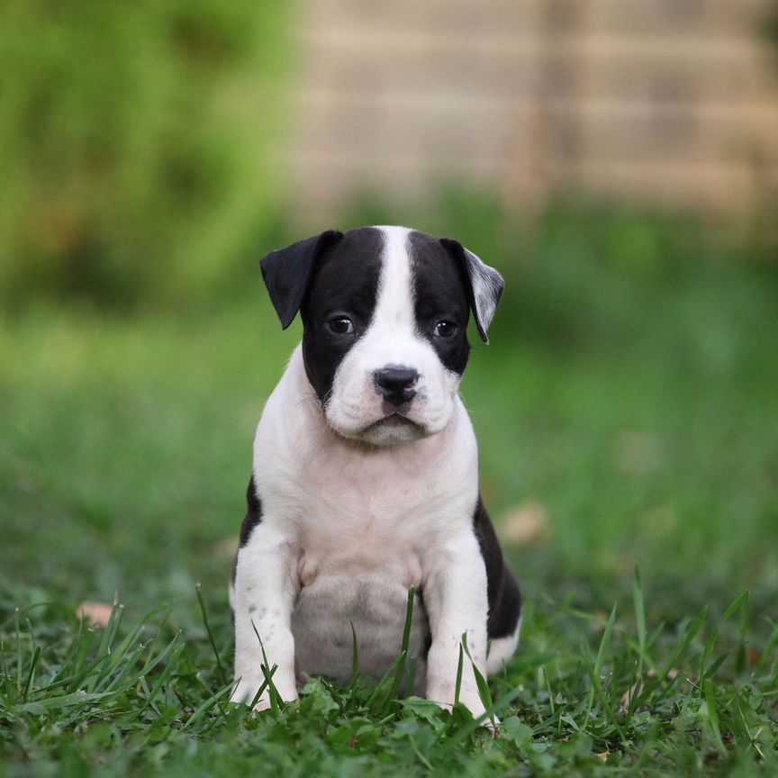 Черный мальчик 1,5 мес.,питомник