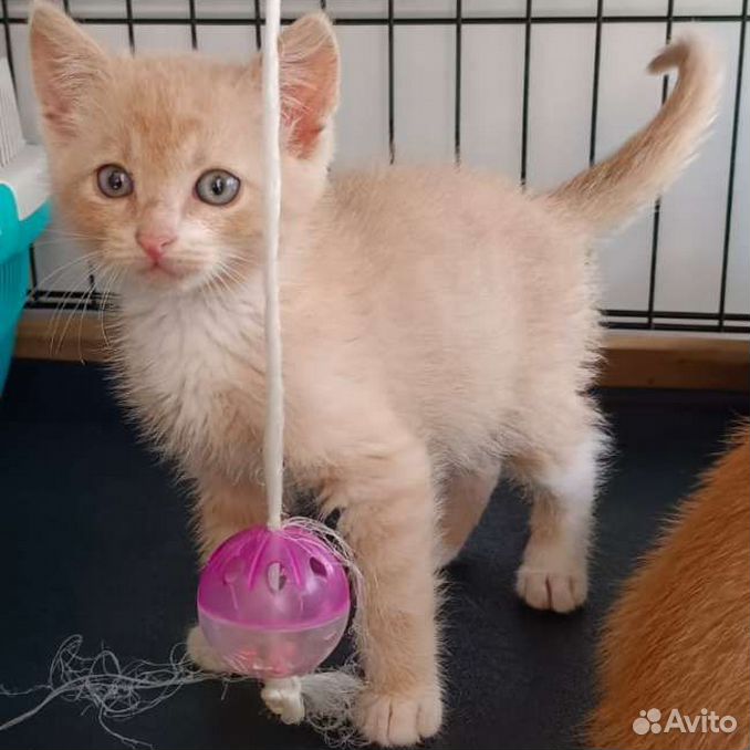Котенок персиковый ищет дом