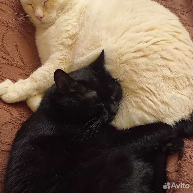 Котята 3 шт. 1 мес. бесплатно