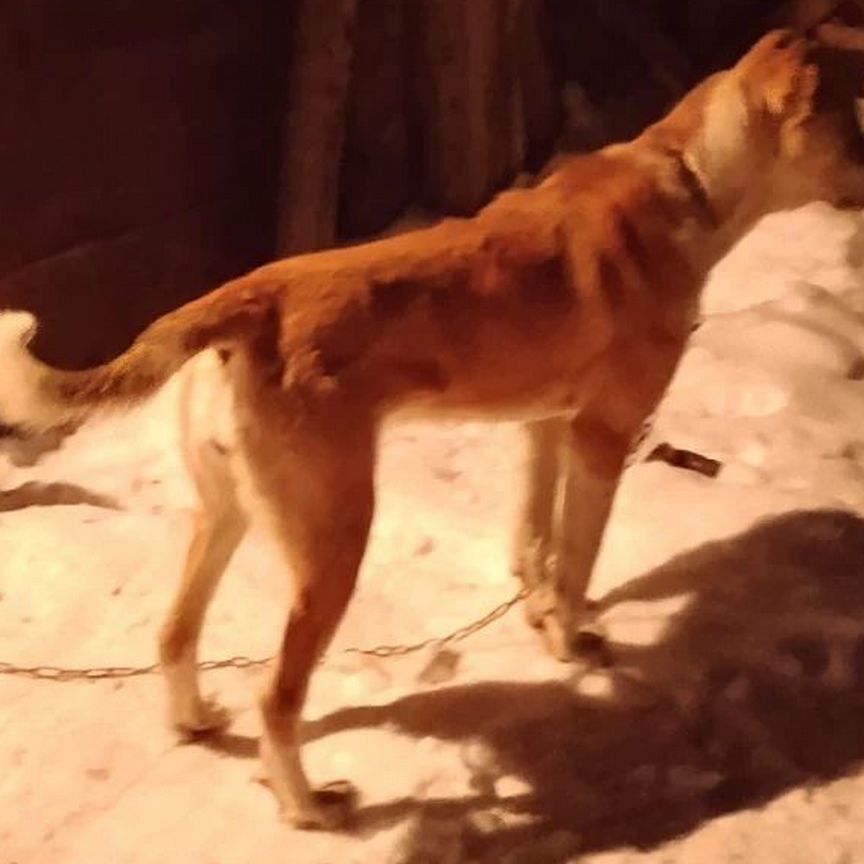 Среднеазиатская овчарка, взрослая собака