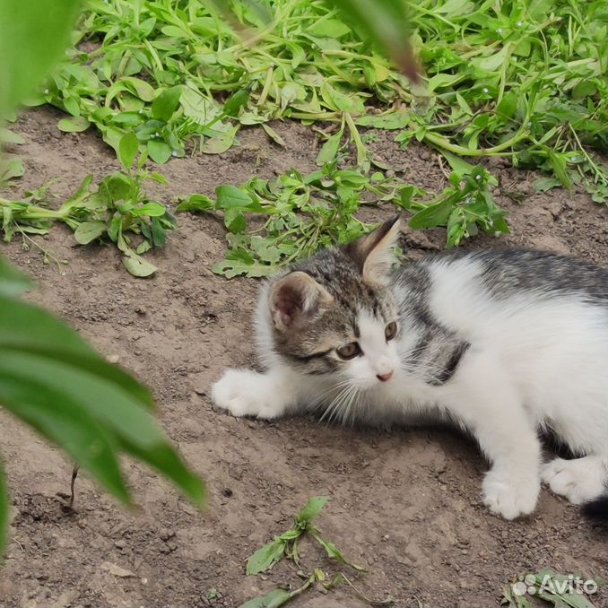 Котенок выживает на улице Нужна помощь