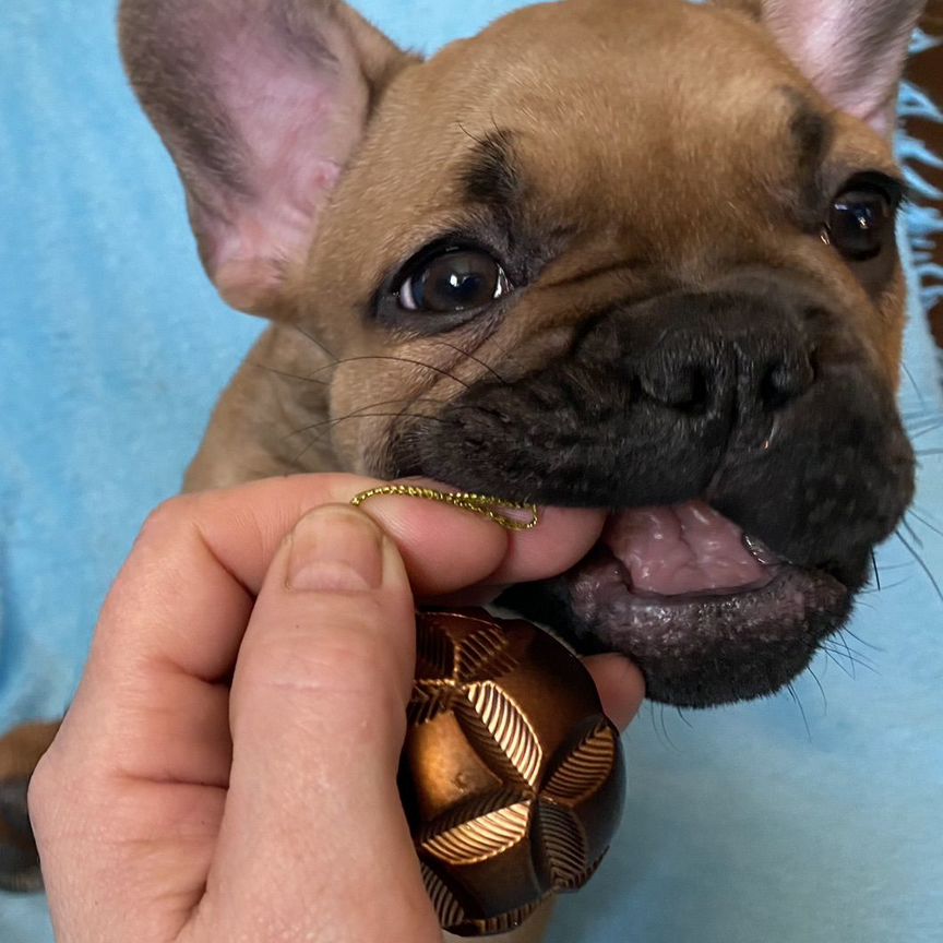 Французский бульдог