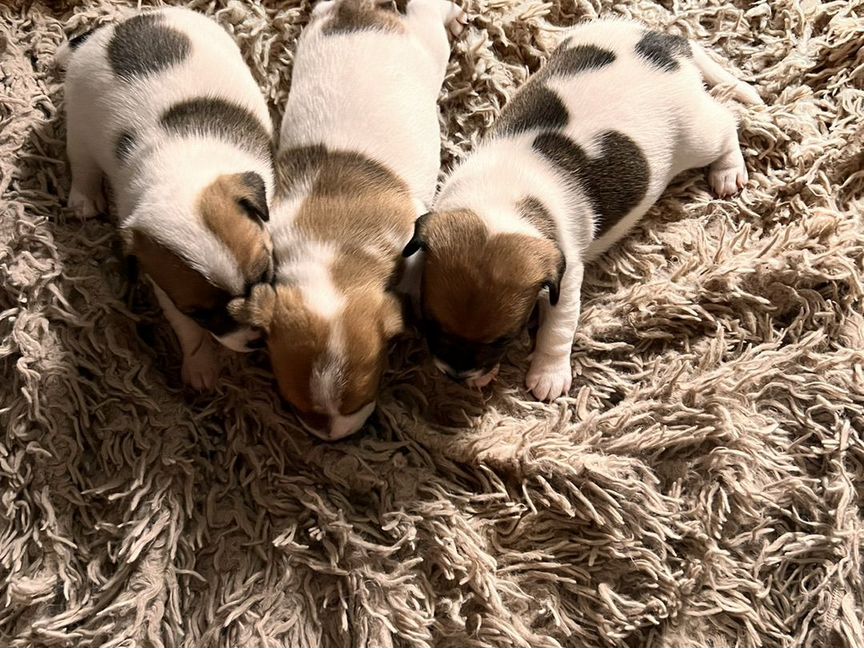 Щенки джек рассел терьер