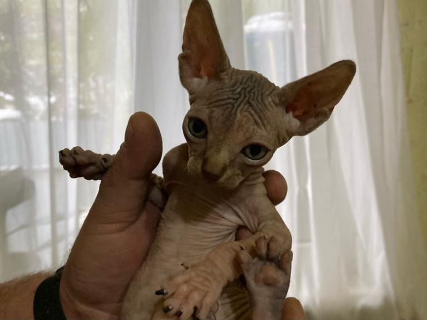 Донской сфинкс велюр котята