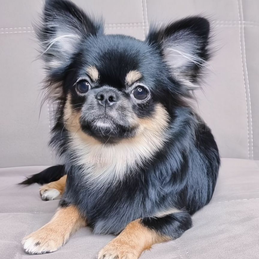 Чихуахуа, щенок