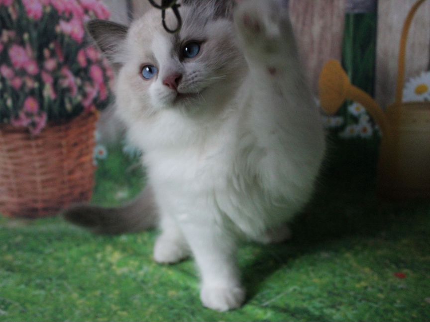 Котёнок Рэгдолл. Котик