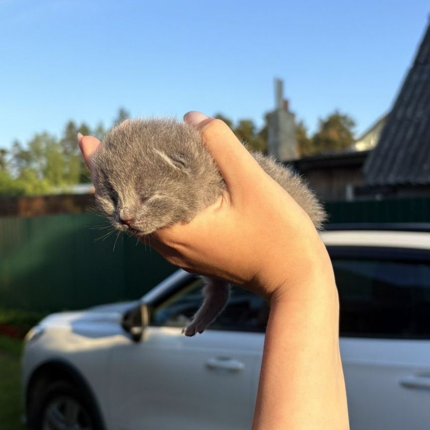 Котики в добрые руки