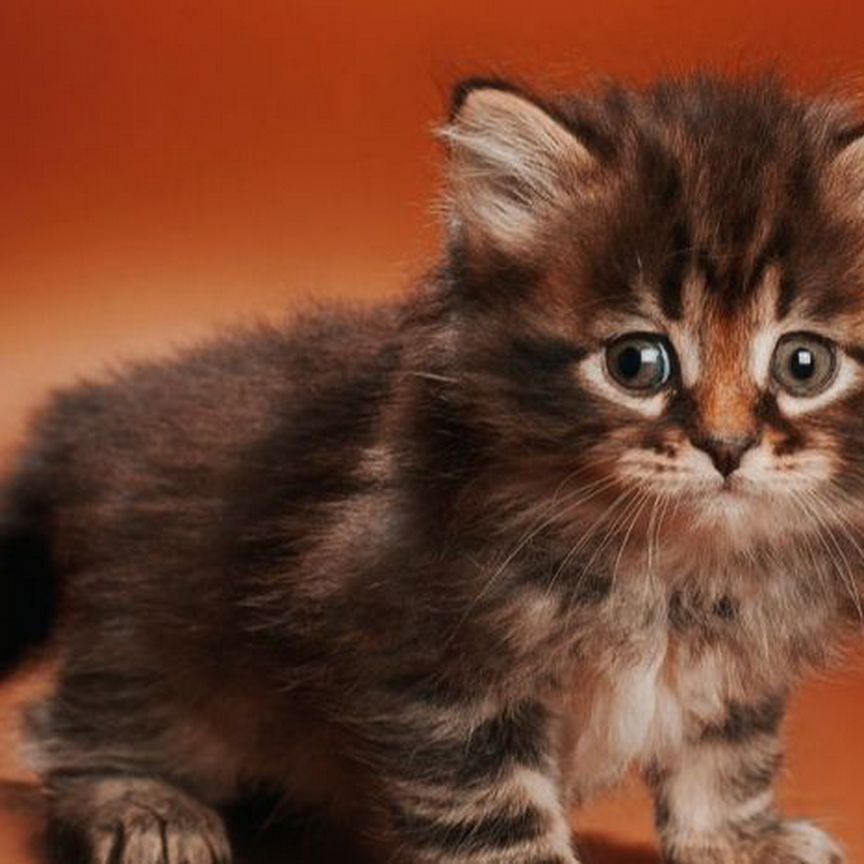 Пушистая малышка