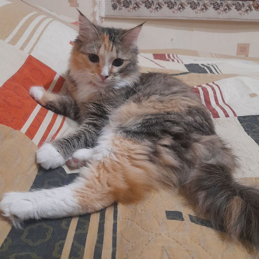 Взрослая, кошка в добрые руки