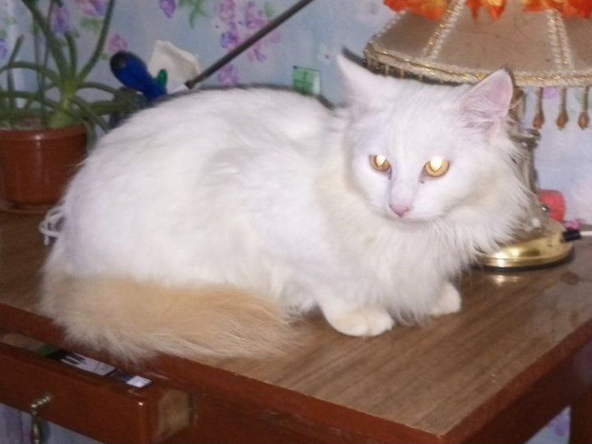 Отдам кота в добрые руки
