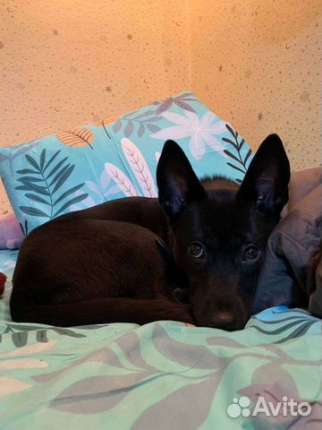 Ласковая и добрая собака Урса в добрые руки