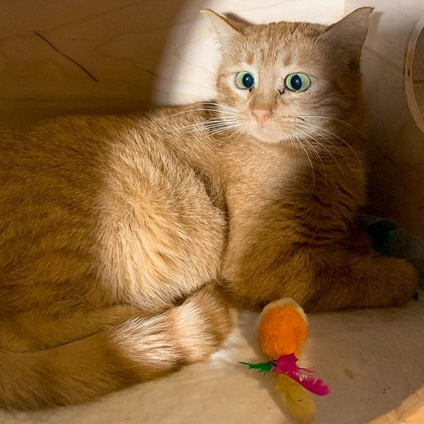 Кошки в добрые руки