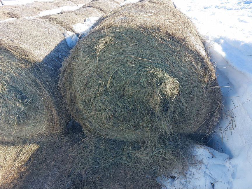 Сено в рулонах 2023