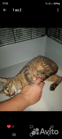 Котенок ищет дом