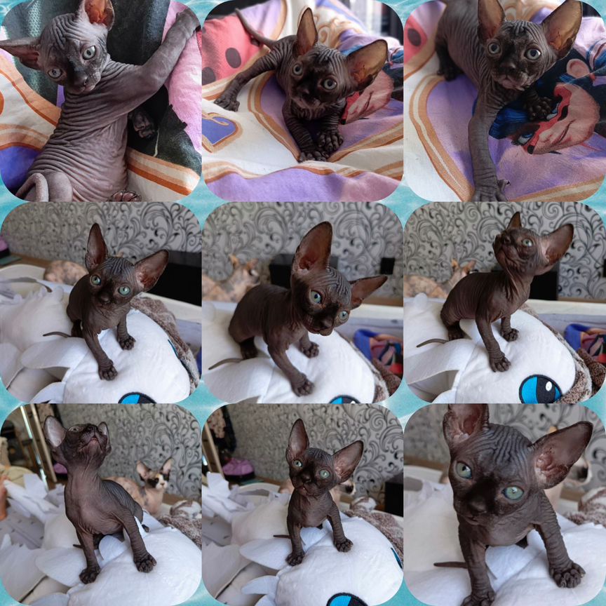 Котята Канадский сфинкс