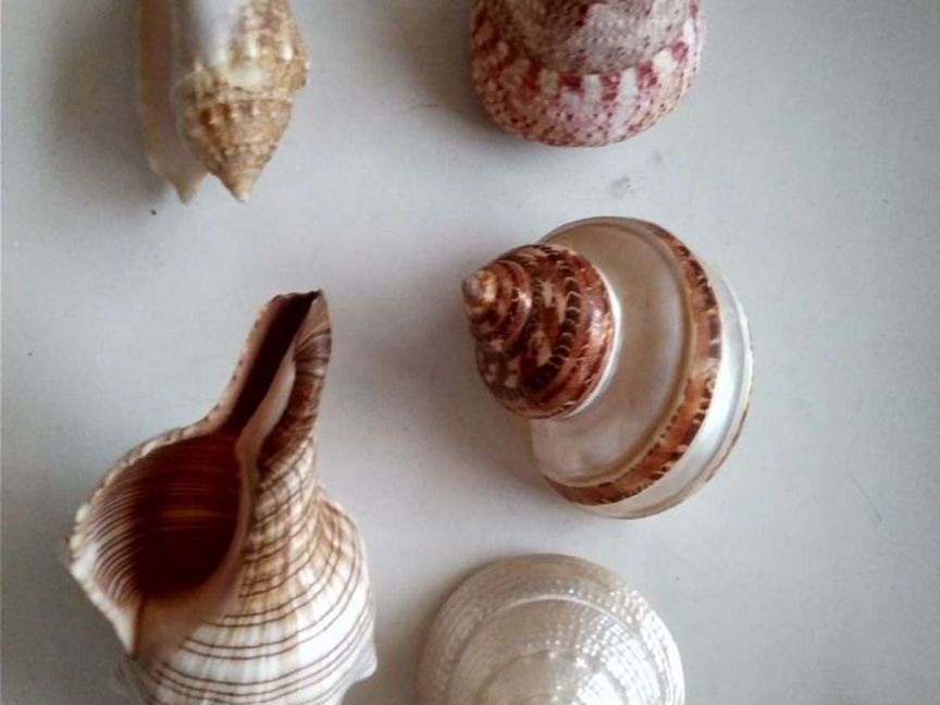 Ракушки и раковины-для аквариума и для интерьера