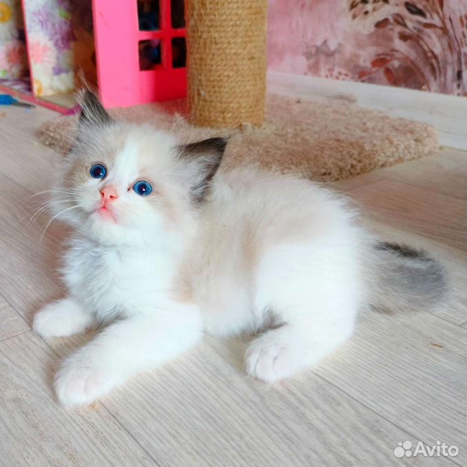 Рэгдолл биколор девочка