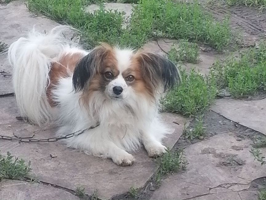 Папийон собака