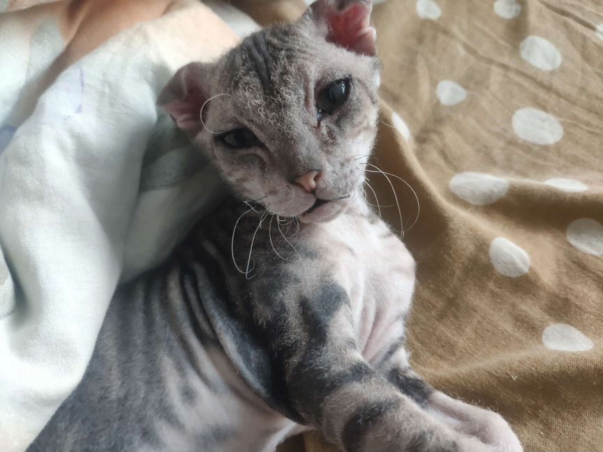 Сфинкс Левкой