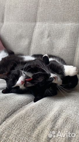 Коты брат и сестра в хорошие руки