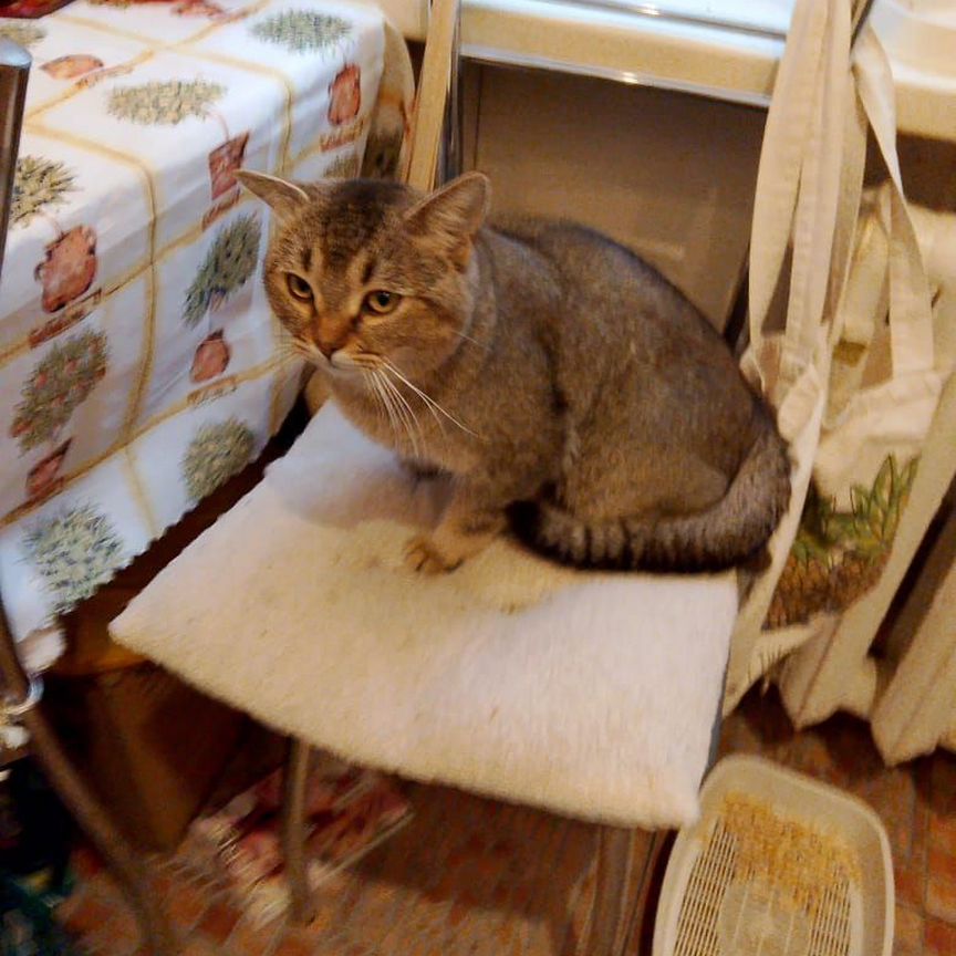 Кот в добрые руки