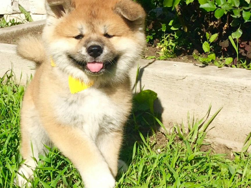 Японская Акита малыши