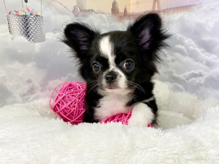 Чихуахуа маленький красавчик