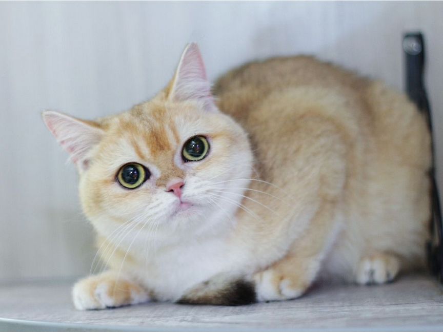 Кошка британская