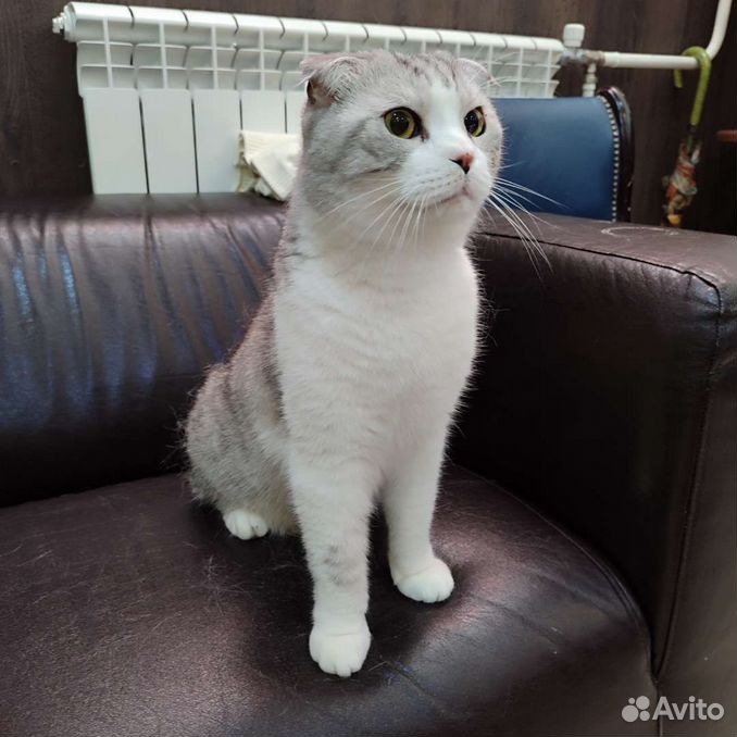 Американский кёрл