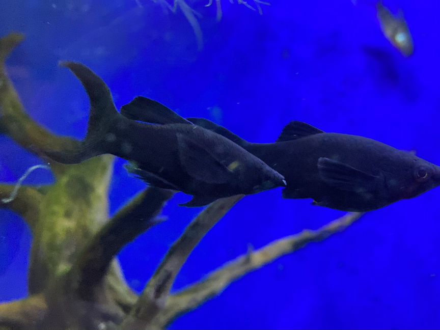 Моллинезия черная