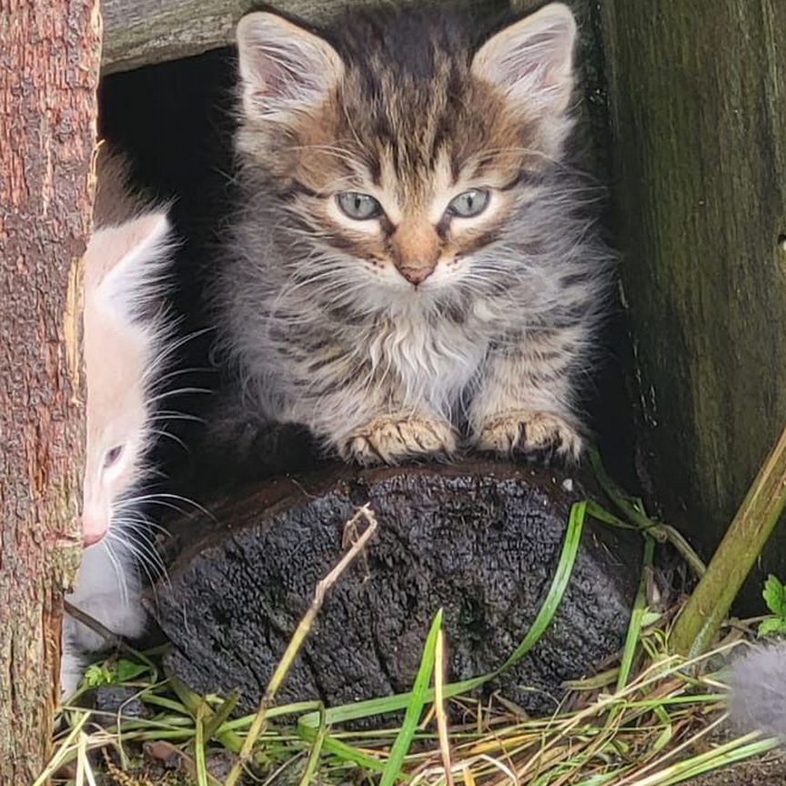 Кузя 1 мес