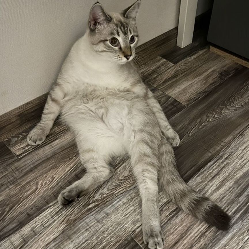 Сиамский котёнок