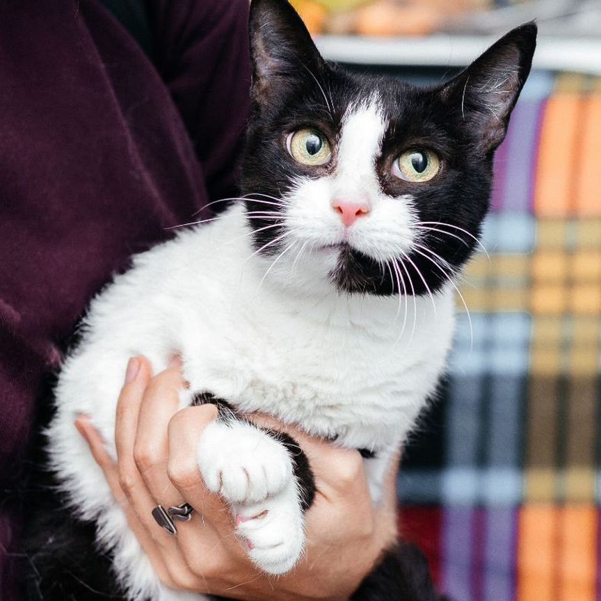 Взрослая, кошка в добрые руки